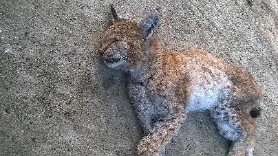 Rrëqebulli specia legjendare e pyjeve të Ballkanit